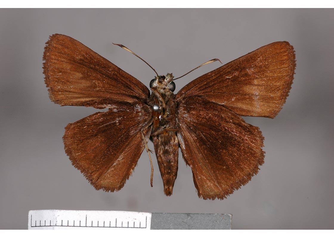 Mnaseas d. derasa (pinned specimens)
